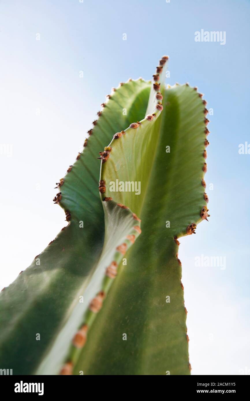 Succulent plant. Close-up of the spikes on a succulent, a type of plant ...