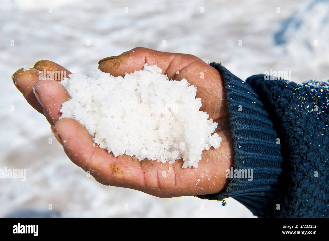 Harvested salt. Hand holding salt harvested from the Salar de Uyuni ...
