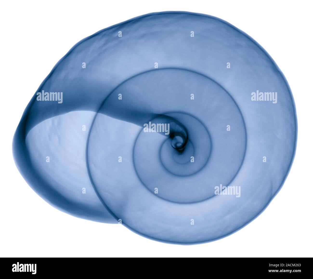 Snail shell, X-ray. This shell is from a gastropod mollusc (snail ...