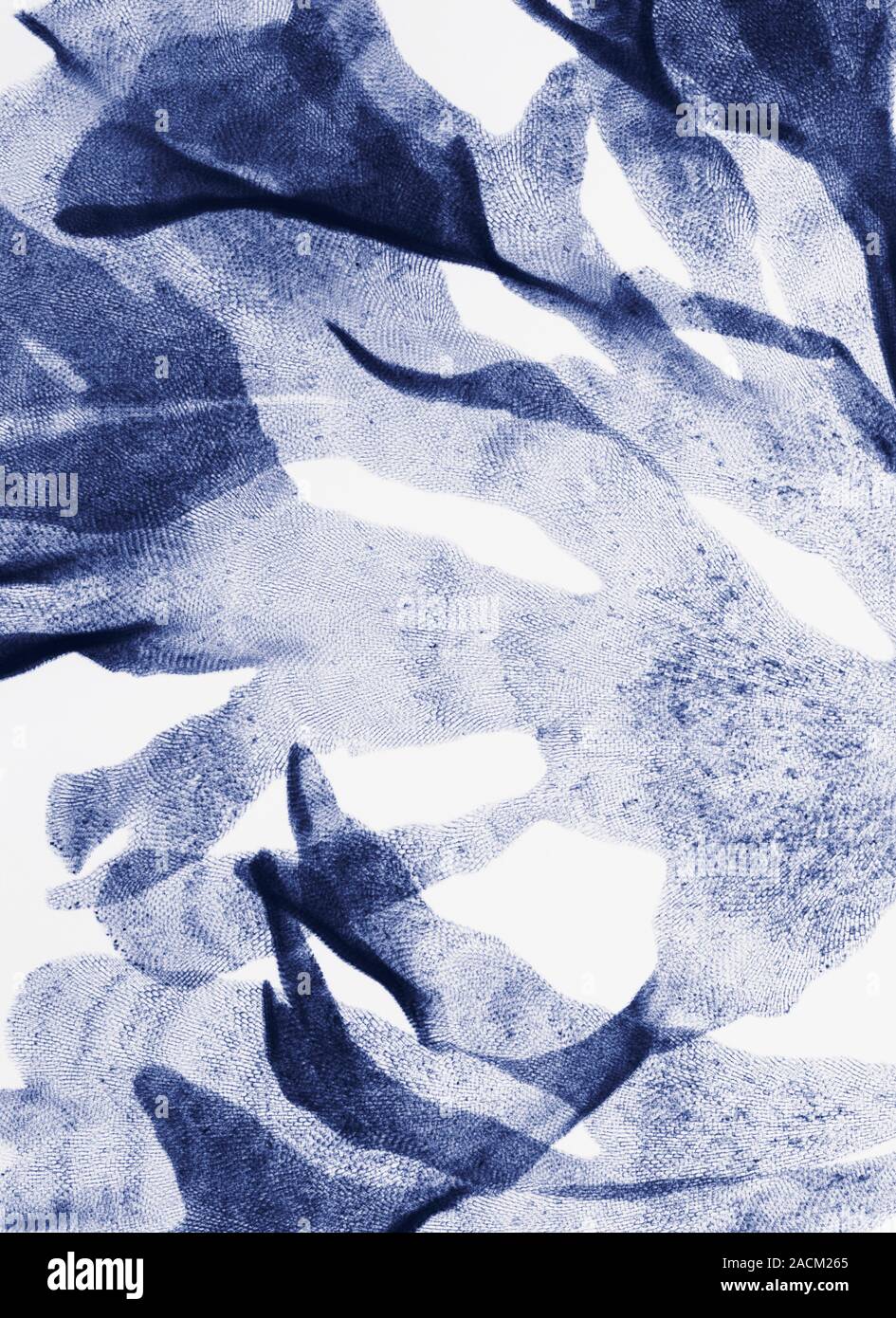 Seaweed, X-ray. Seaweeds are marine algae which live in coastal areas ...