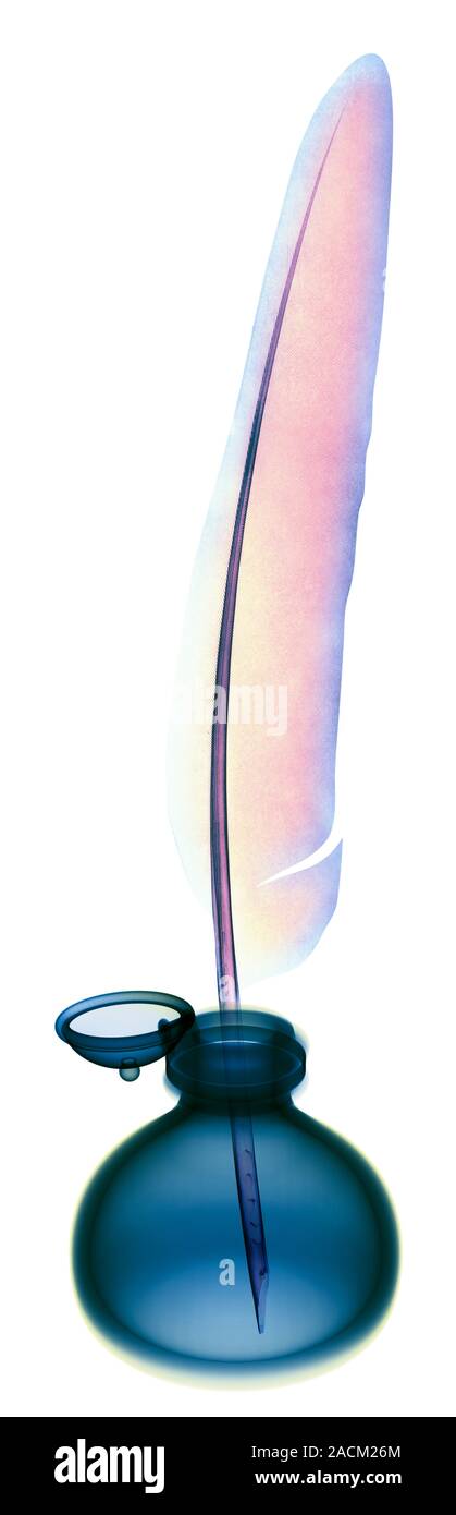 Ink pot and quill, coloured X-ray. Bird flight feathers such as this ...