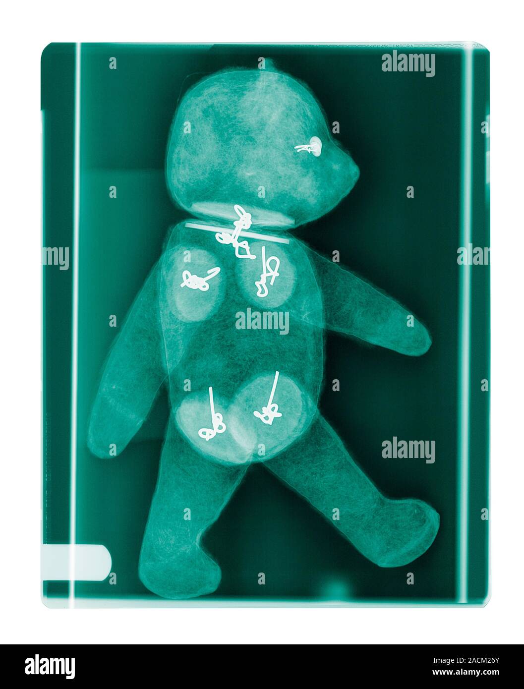 Teddy bear, coloured X-ray. The X-ray has revealed the metal wires used ...