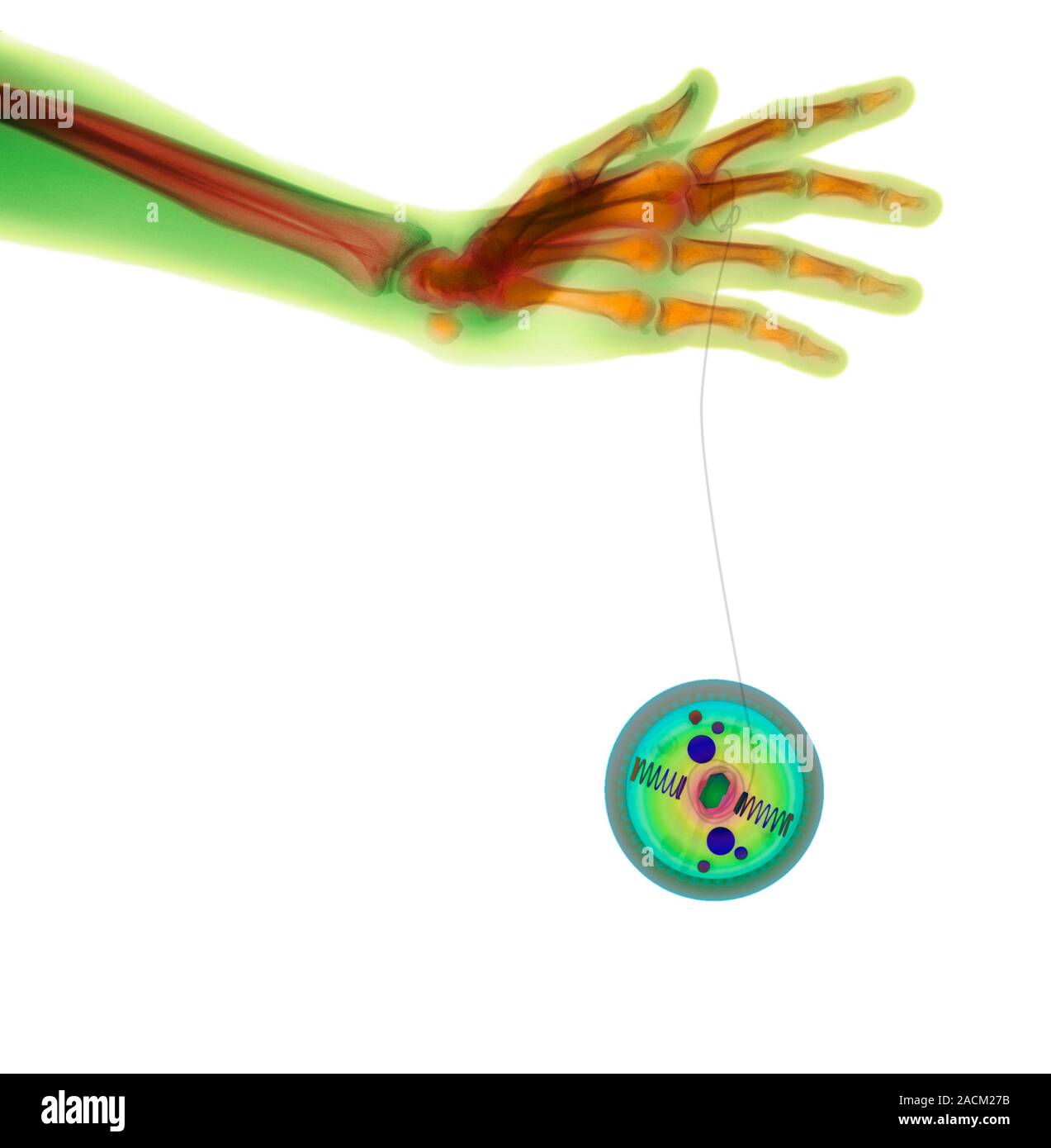 Hand and yo-yo, coloured X-ray. Yo-yos are toys designed to be reeled ...