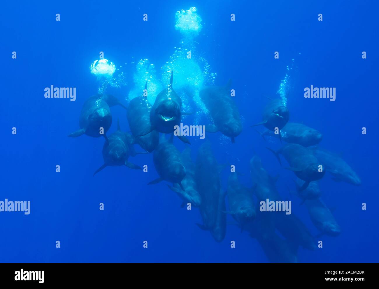 False killer whales. The false killer whale (Pseudorca crassidens ...