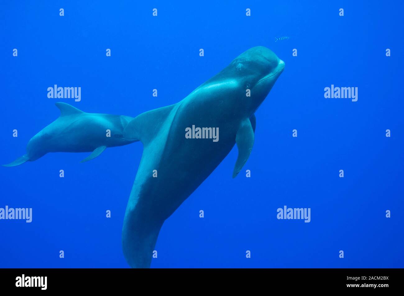 Short-finned pilot whales. Young short-finned pilot whale (Globicephala ...