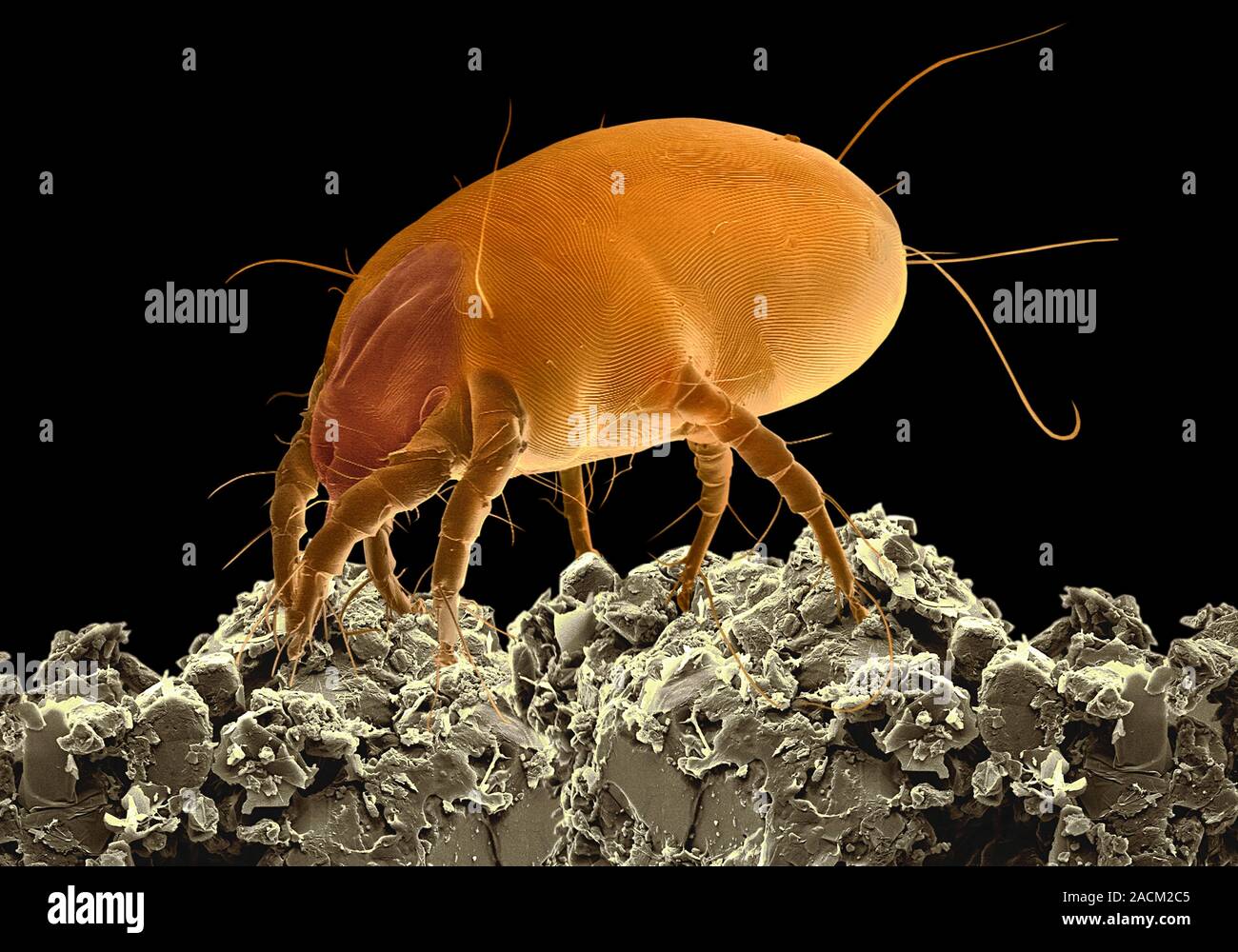 Dust mite. Coloured scanning electron micrograph (SEM) of a dust mite ...