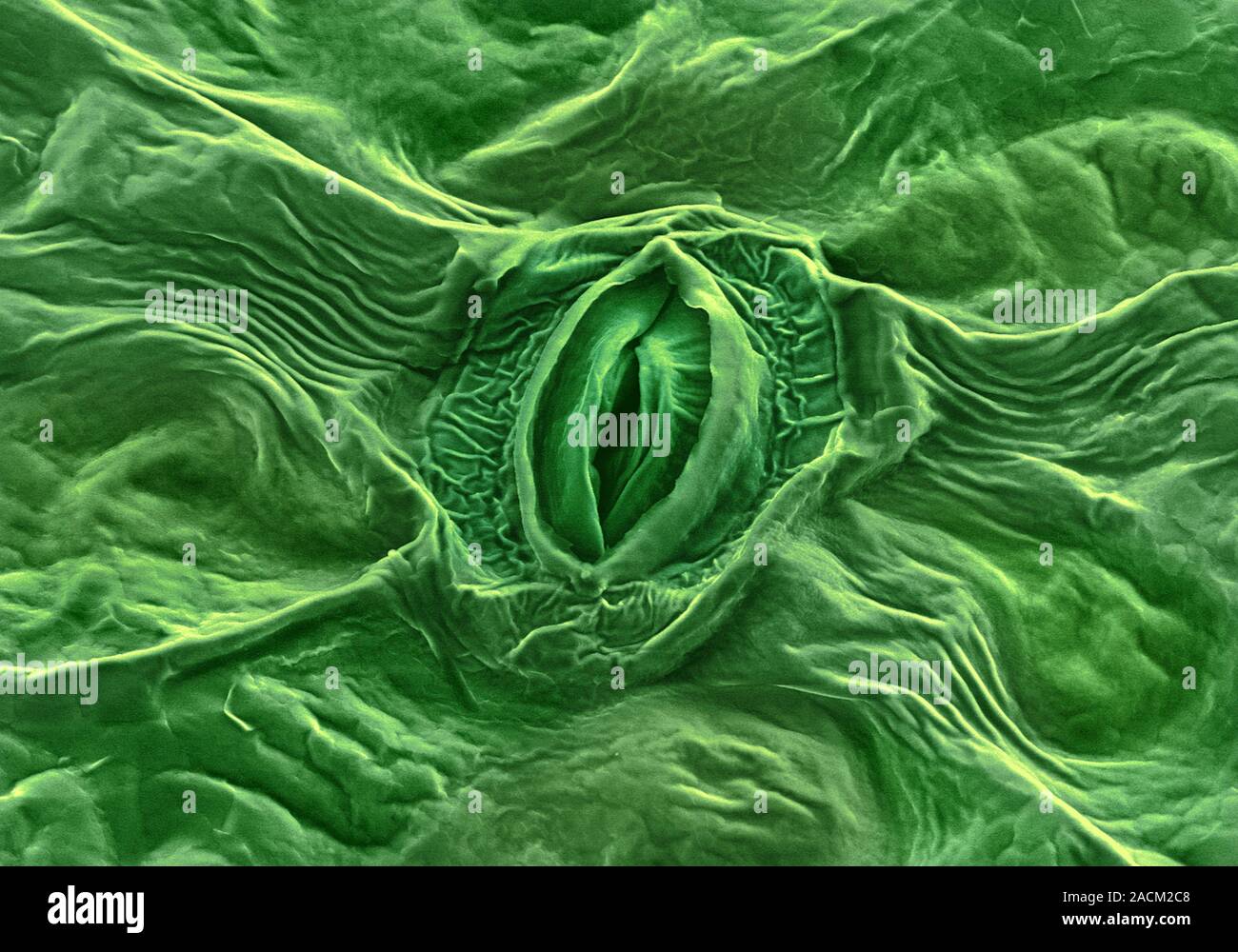 Feverfew leaf surface. Coloured scanning electron micrograph (SEM) of a ...