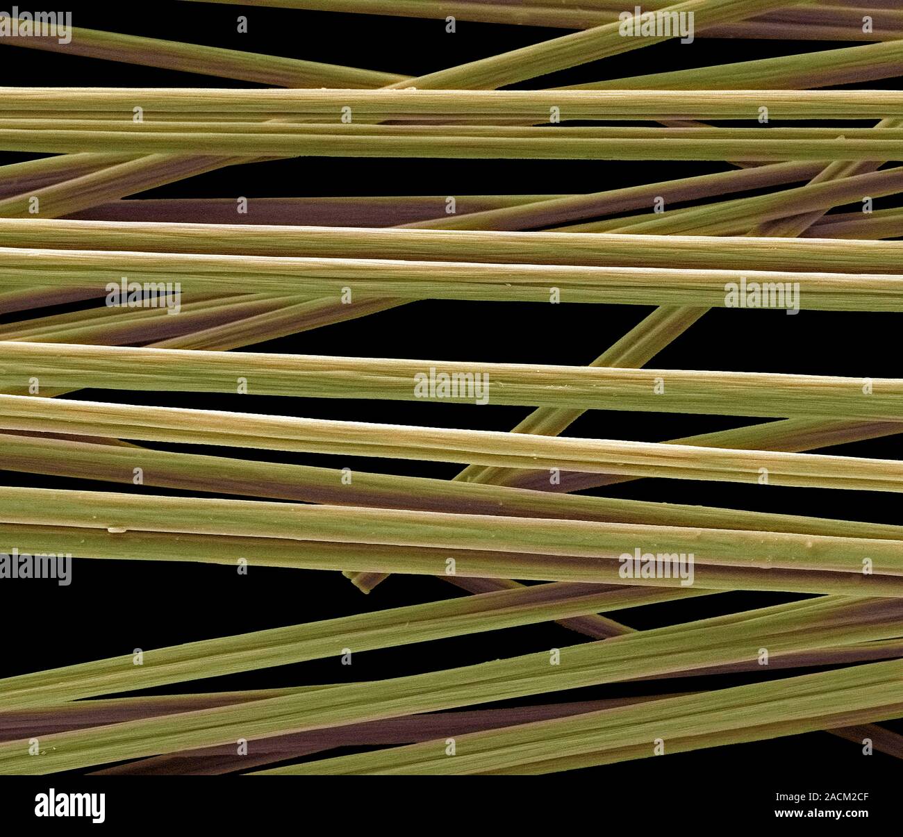 Carbon fibres, coloured scanning electron micrograph (SEM). These ... Carbon fibres, coloured scanning electron micrograph (SEM). These ...