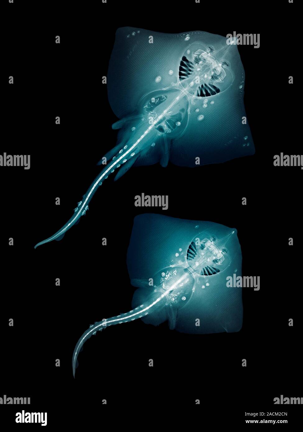 Sting rays, coloured X-ray Stock Photo - Alamy