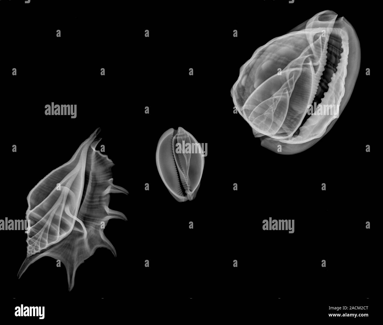 Sea shells, X-ray Stock Photo - Alamy