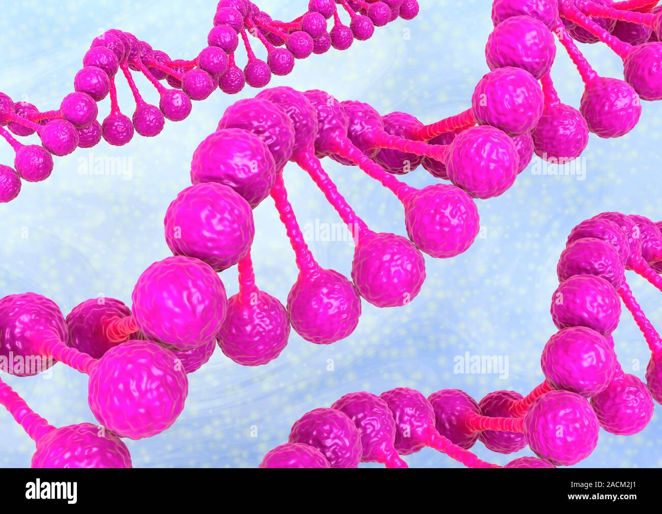 DNA molecules. Computer artwork showing double stranded DNA ...