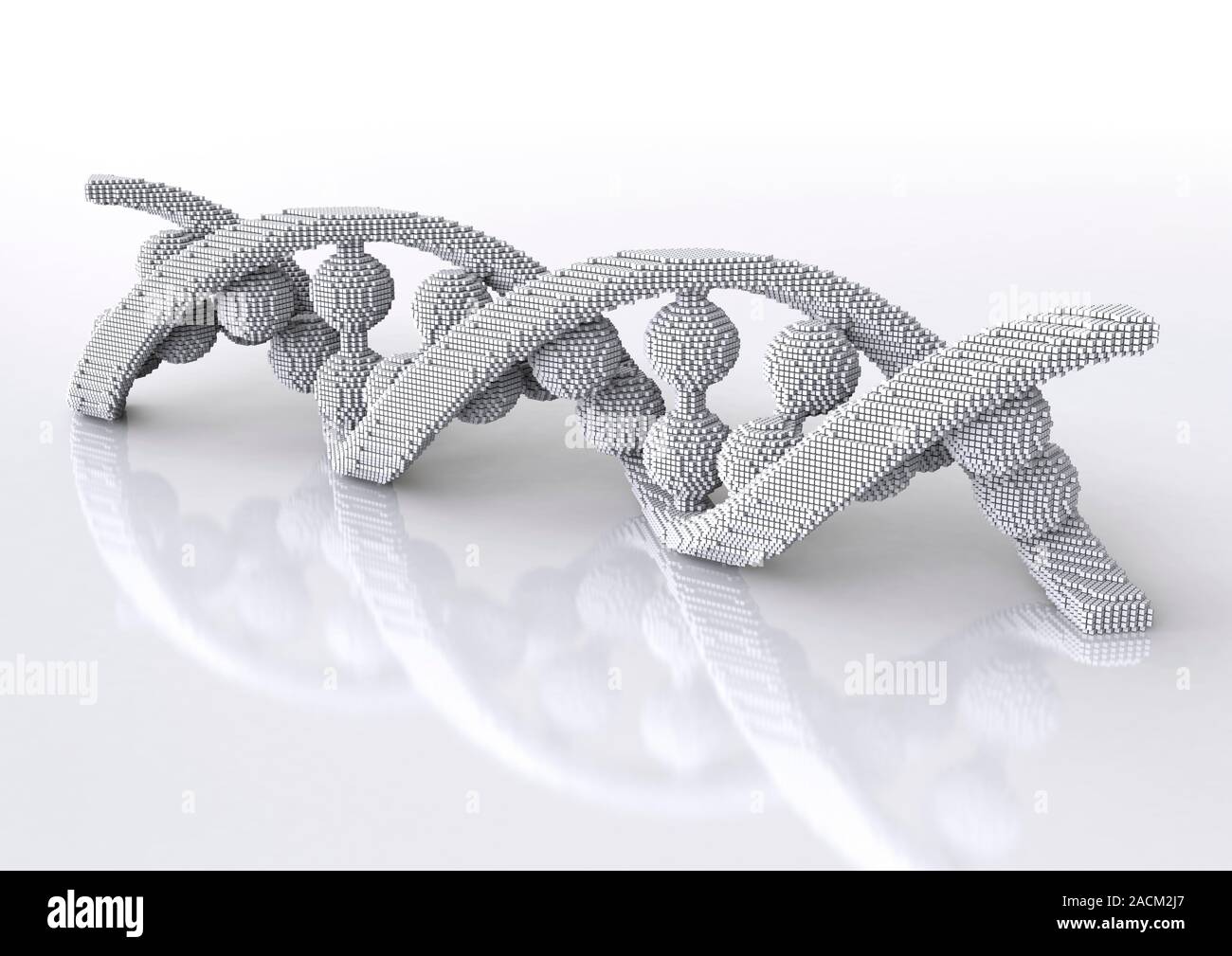 DNA molecule. Computer artwork showing a double stranded DNA ...