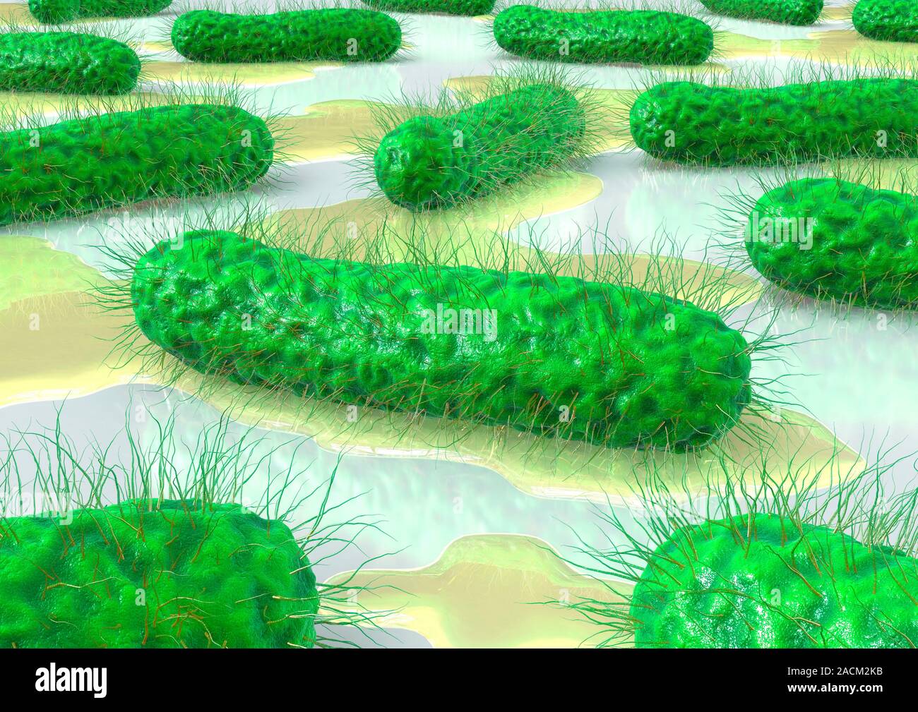 Urinary tract infection, conceptual artwork. Computer artwork of ...