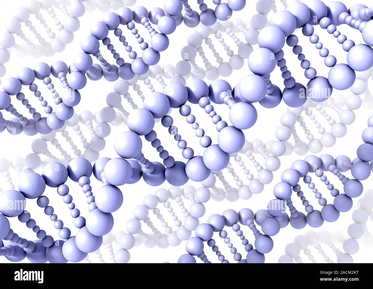 DNA molecules. Computer artwork showing double stranded DNA ...