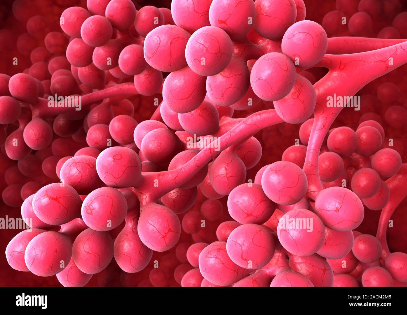 Alveoli in the lung. Computer artwork showing the alveoli (spheres) and ...