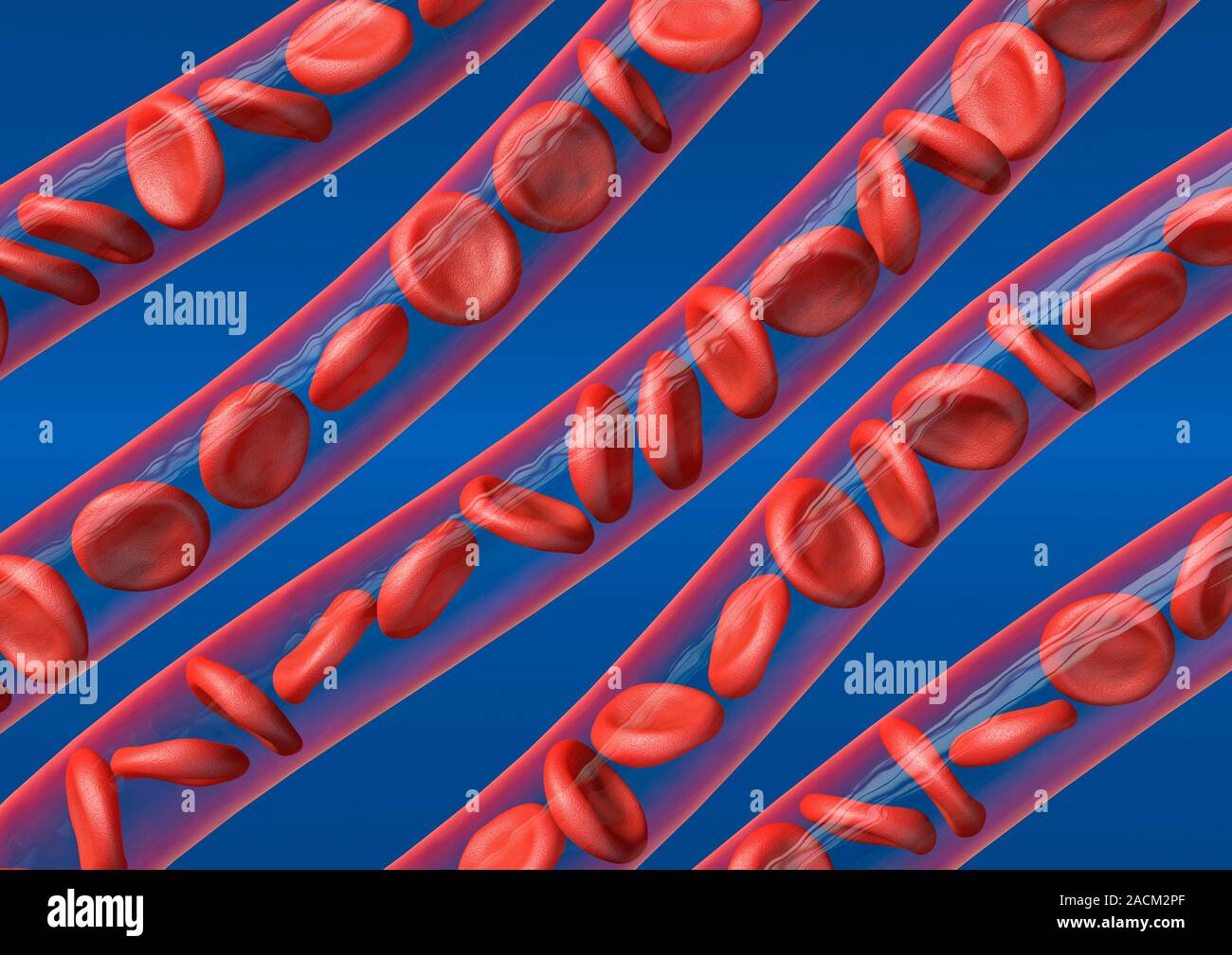 Red blood cells in blood vessels, computer artwork. Red blood cells ...