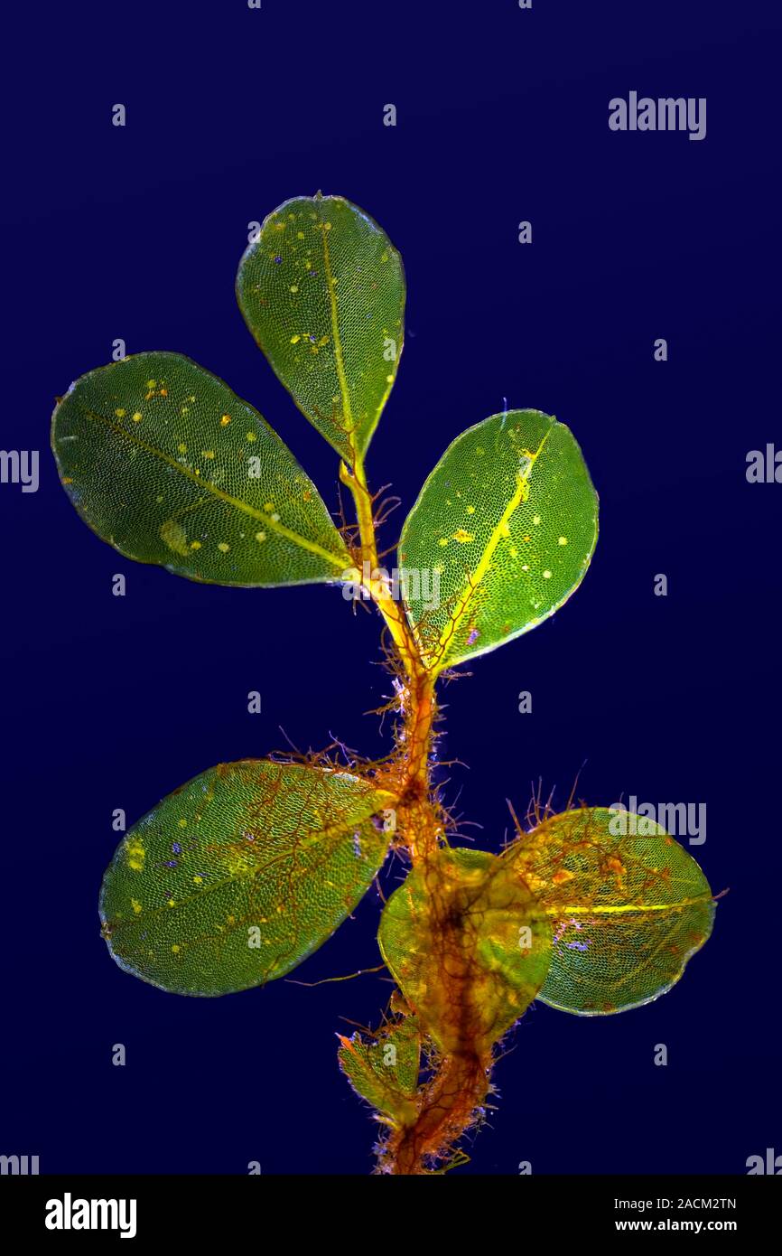 Mnium moss. Light micrograph of Mnium punctatum moss showing its leaves ...