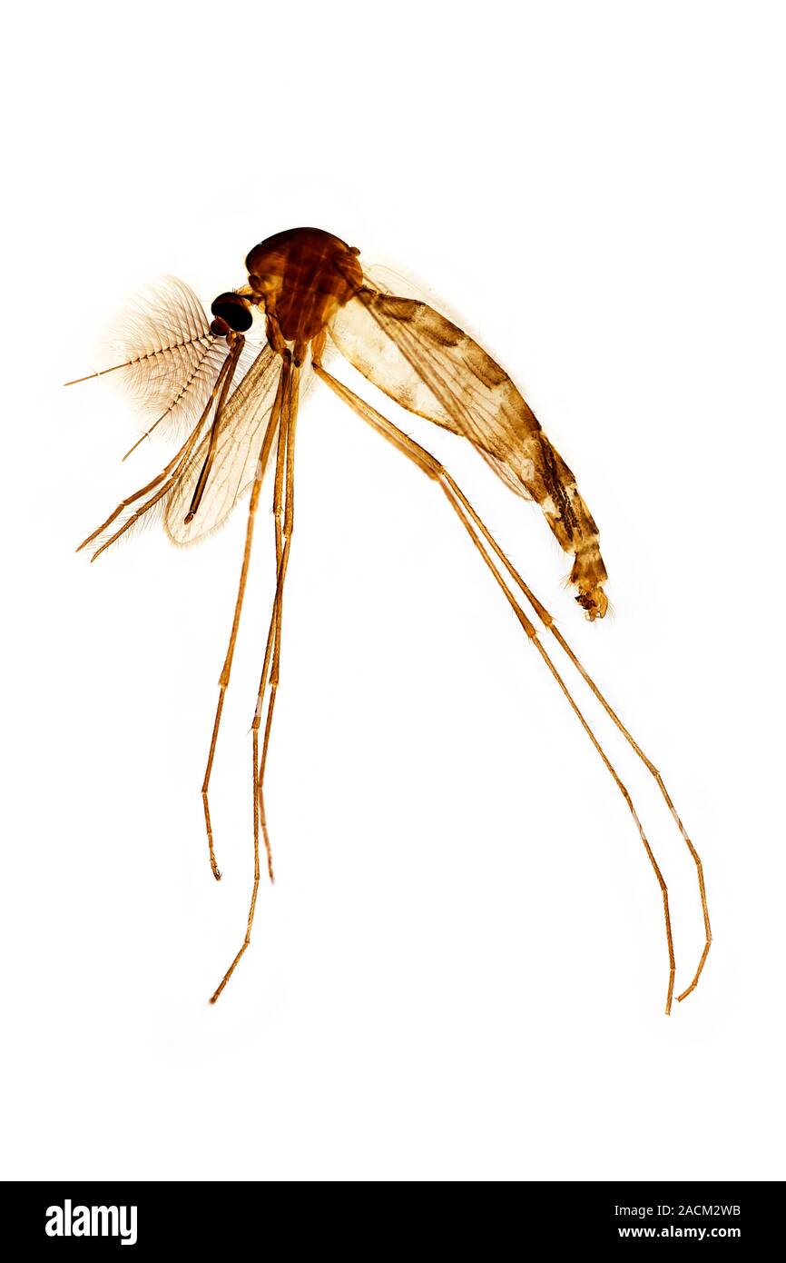 Culex mosquito male. Light micrograph of a male mosquito (Culex pipiens ...