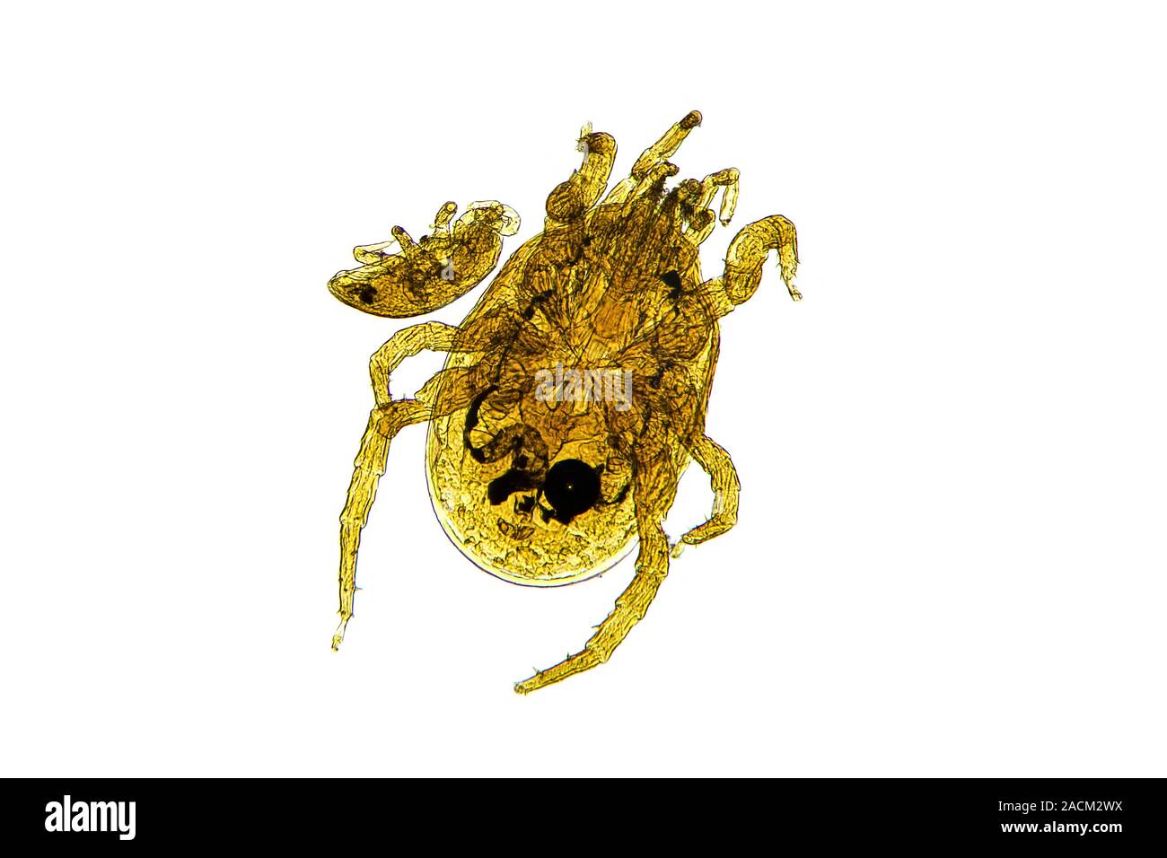 Chicken mite. Light micrograph of a chicken mite (Demanyssus gallinae ...