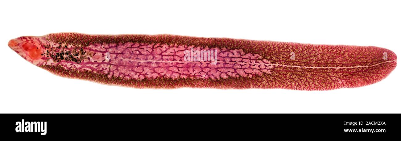 Beef liver fluke. Light micrograph of a beef liver fluke (Fasciola ...