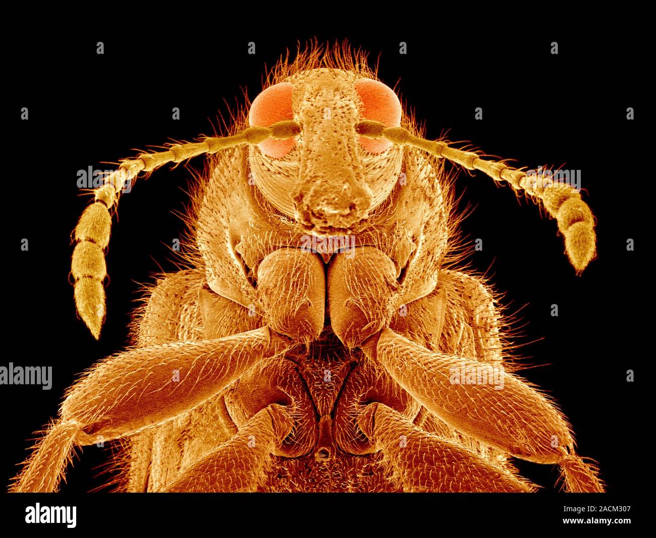 Weevil, coloured scanning electron micrograph (SEM). Weevils ...