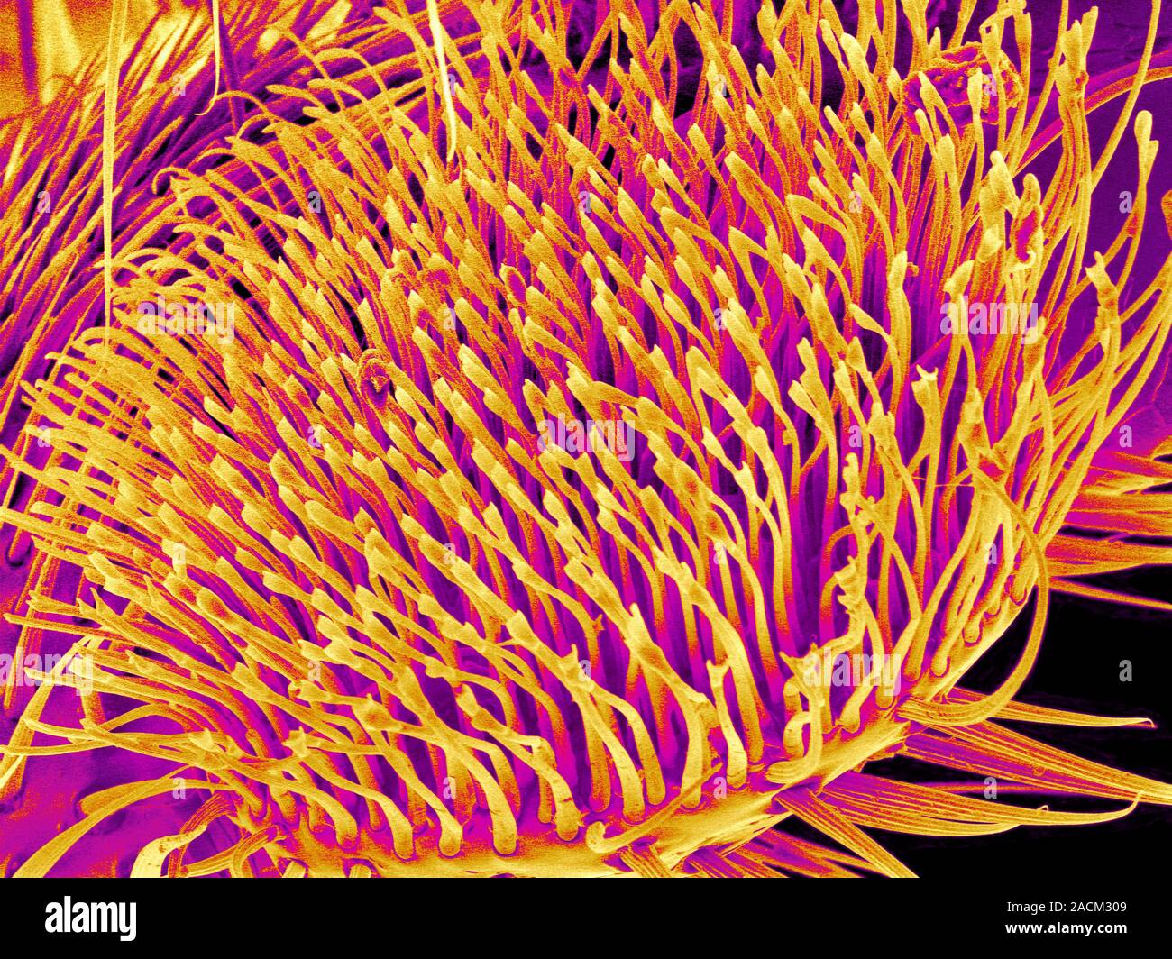 Weevil foot. Coloured scanning electron micrograph (SEM) of hairs on ...