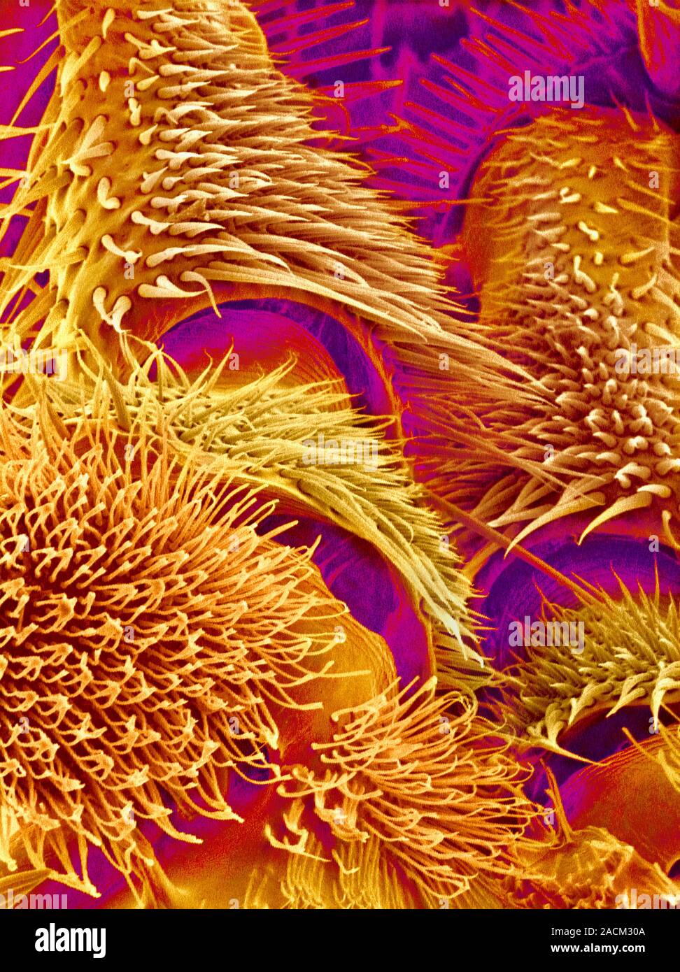 Weevil foot. Coloured scanning electron micrograph (SEM) of hairs on ...