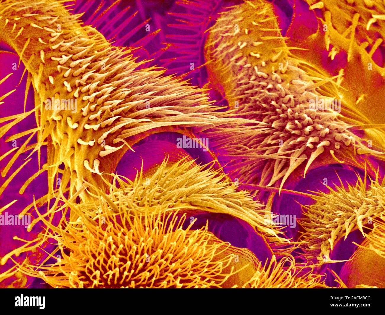 Weevil foot. Coloured scanning electron micrograph (SEM) of hairs on ...