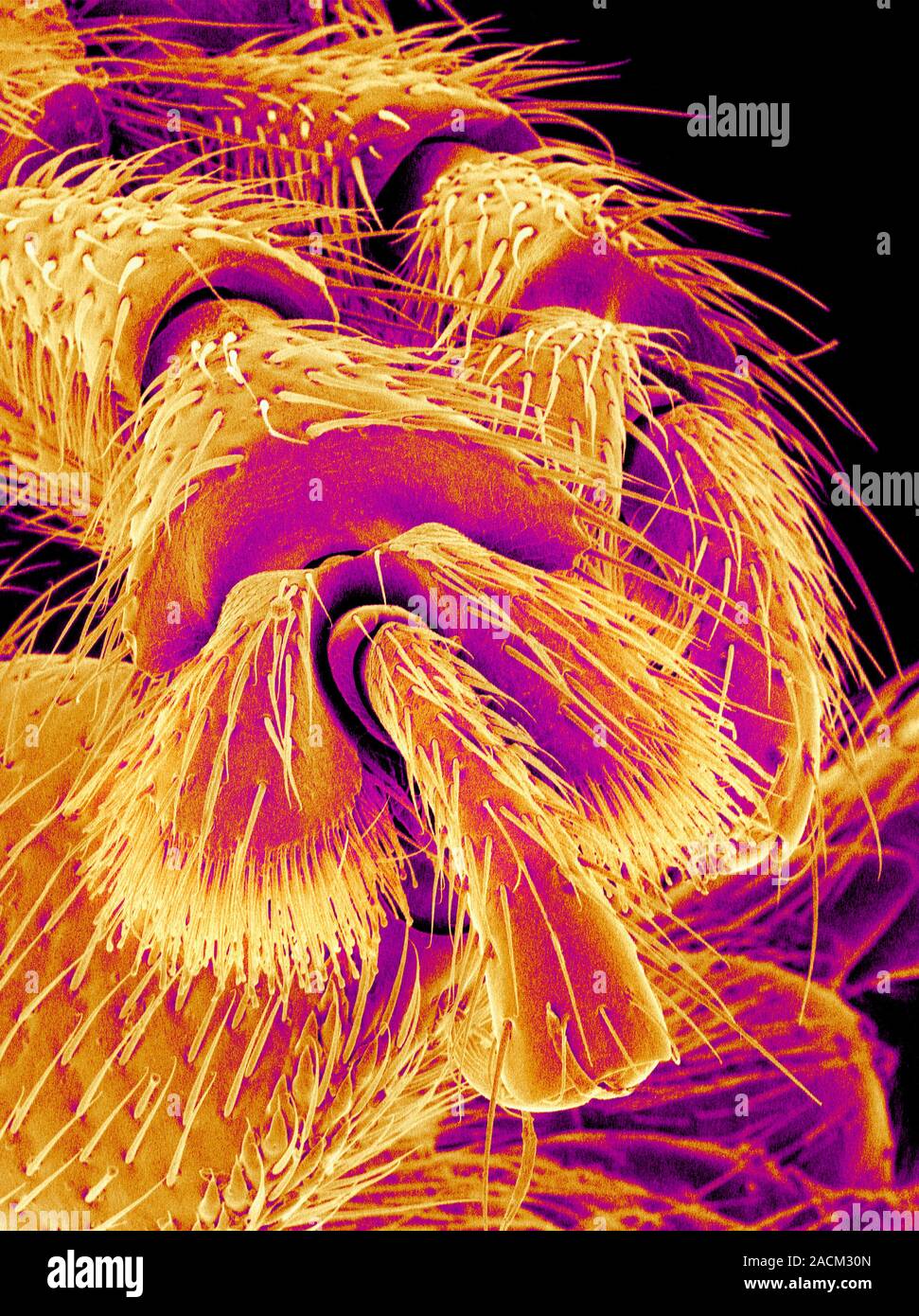 Weevil leg. Coloured scanning electron micrograph (SEM) of hairs on a ...