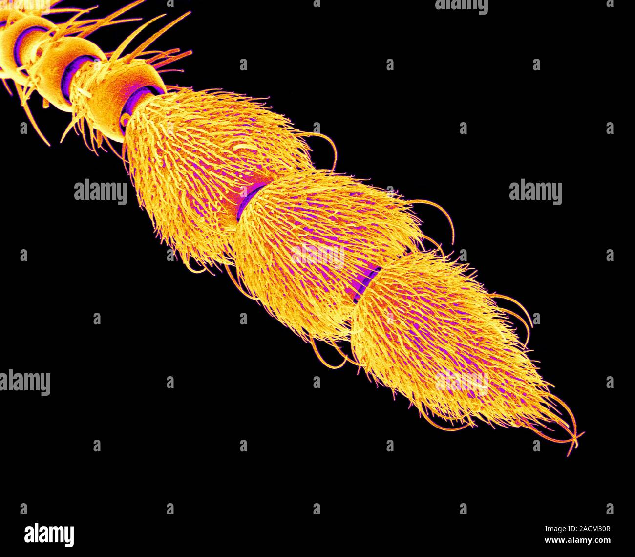 Weevil antenna, coloured scanning electron micrograph (SEM). It is ...