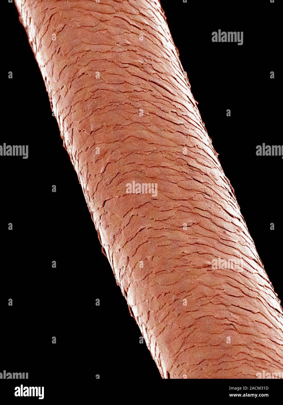 Human hair, coloured scanning electron micrograph (SEM). Hairs are made ...