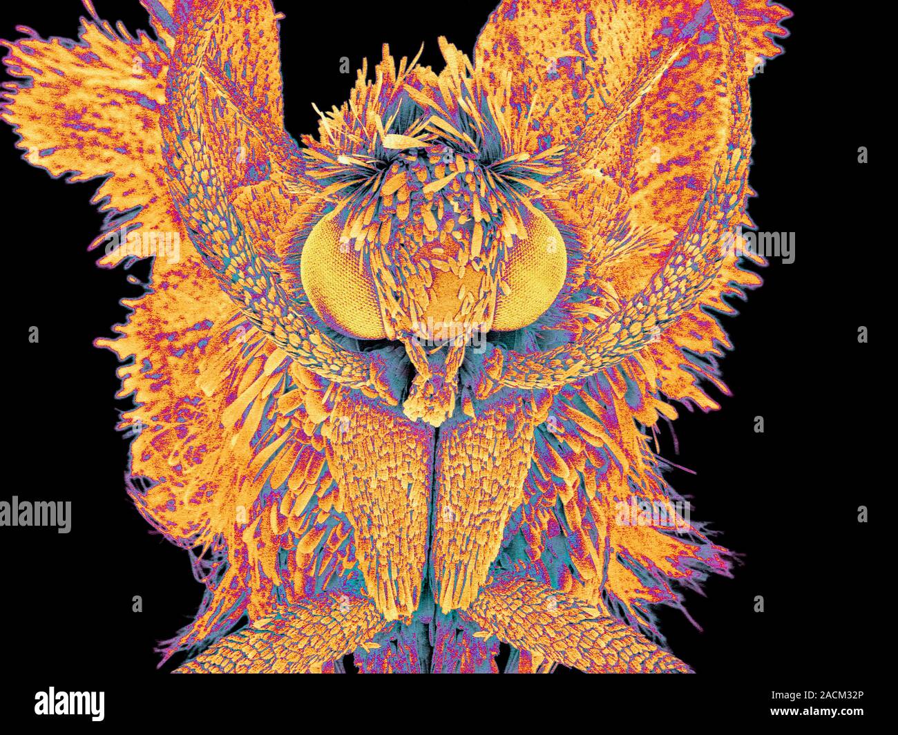 Moth, coloured scanning electron micograph (SEM Stock Photo - Alamy Moth, coloured scanning electron micograph (SEM Stock Photo - Alamy