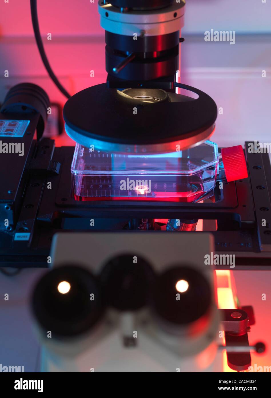 Inverted microscope viewing stem cells in a flask. An inverted ...