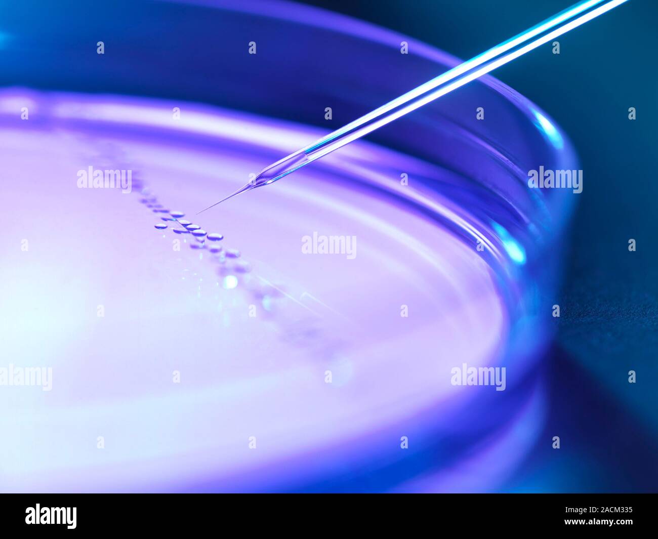 Stem cell research. Nuclear transfer being carried out on several ...