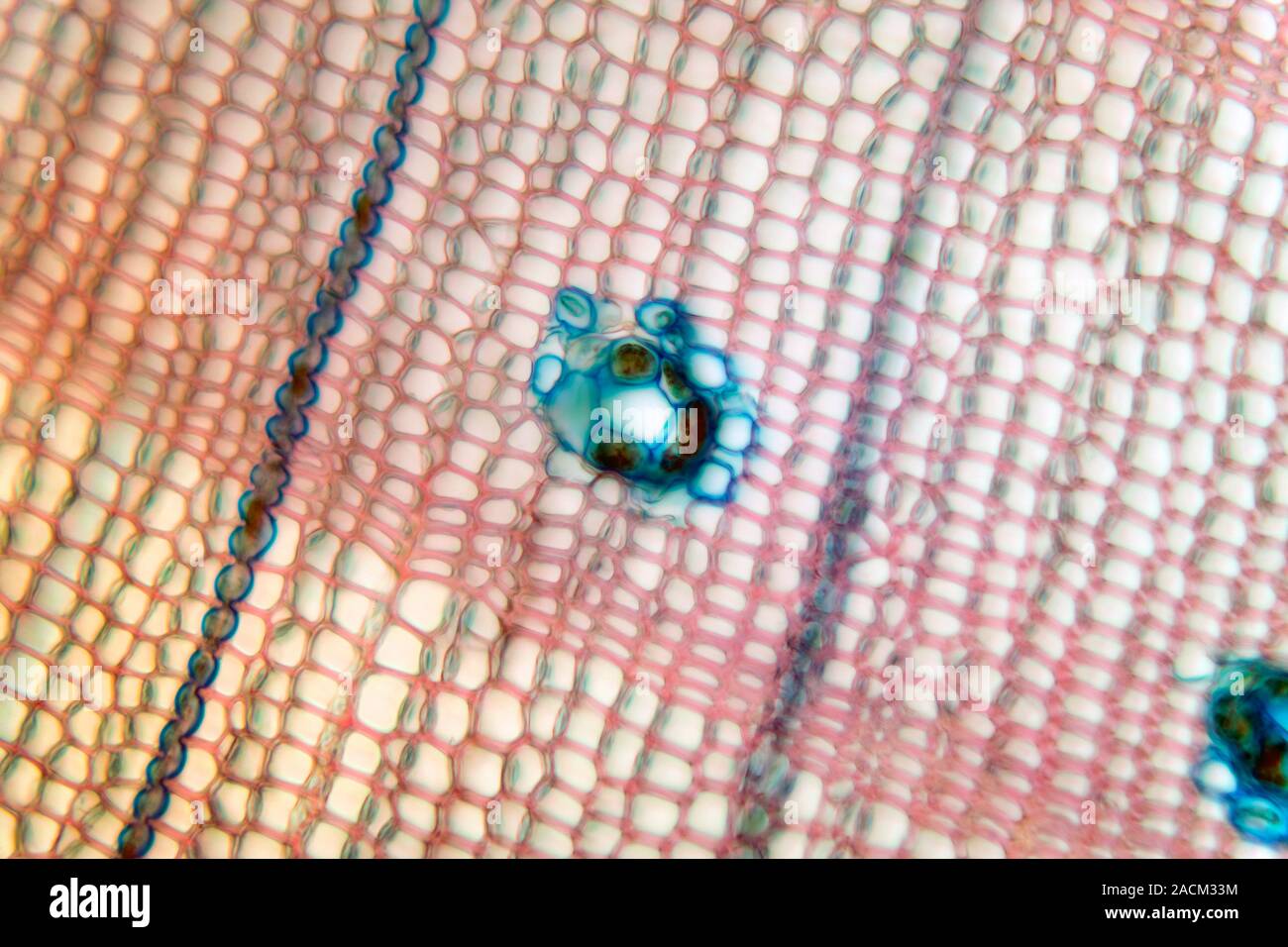 Pine stem. Light micrograph of a section through a single annual growth ...