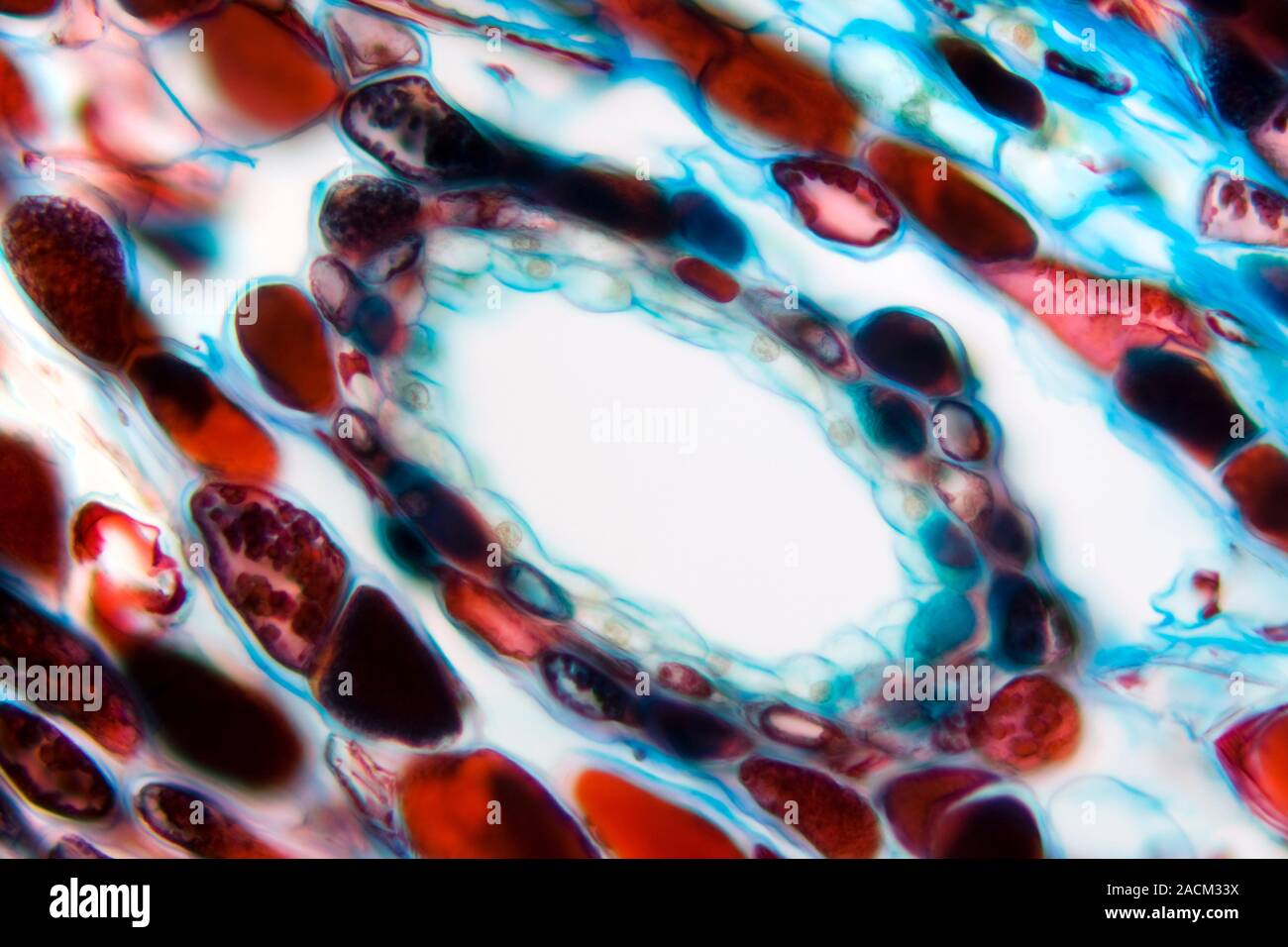 Pine stem. Light micrograph of a section through the stem of a pine ...