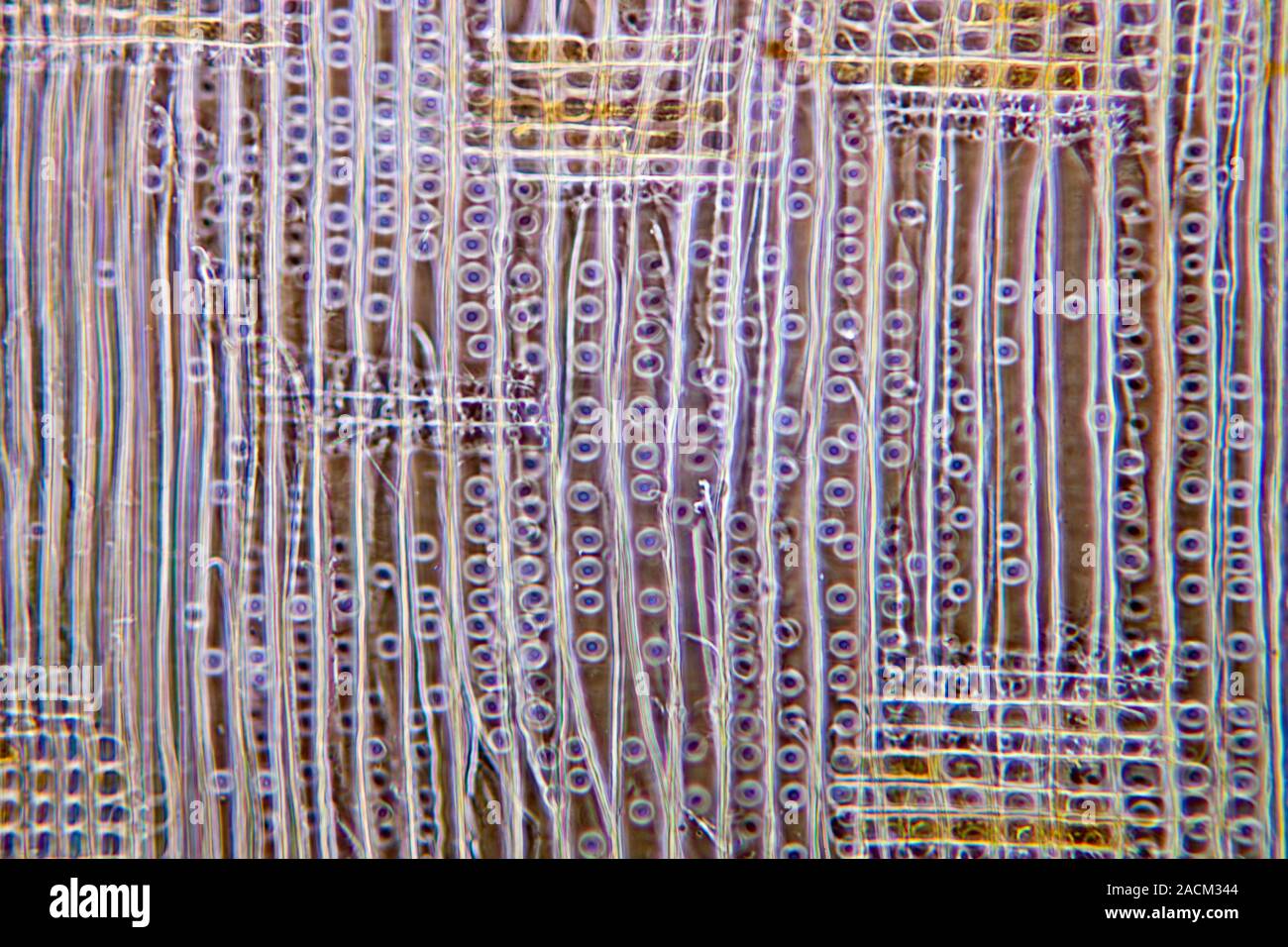 Pine stem. Light micrograph of a section through a single annual growth ...