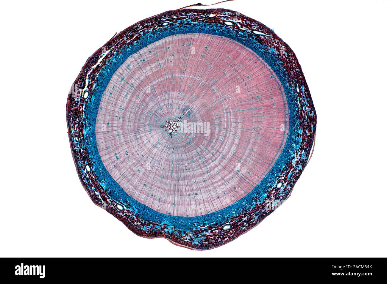 Pine stem. Light micrograph of a section through the stem of a 14-year ...