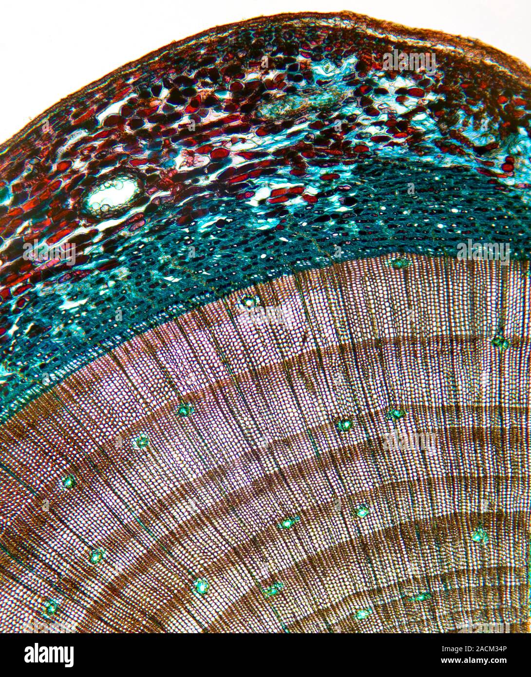 Pine stem. Polarised light micrograph of a section through part of the ...