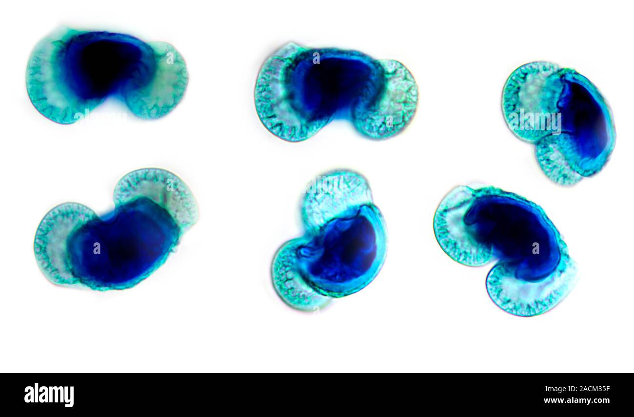 Pine pollen grains. Light micrograph of a section through winged pollen ...