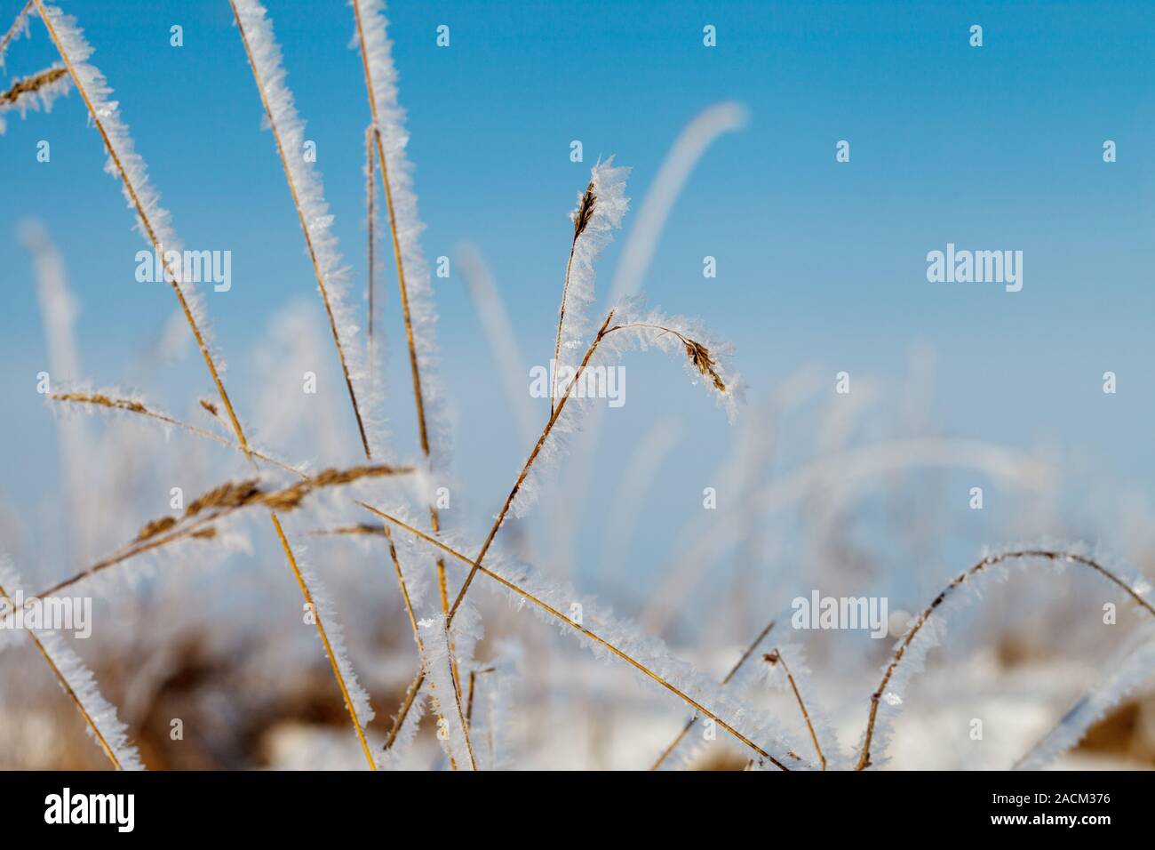 Grass with white frost in first morning light Stock Photo - Alamy