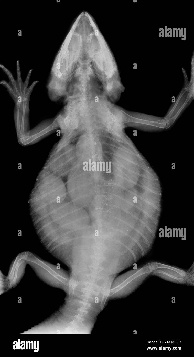 Pregnant lizard, X-ray. The X-ray has revealed the lizard's skeleton ...