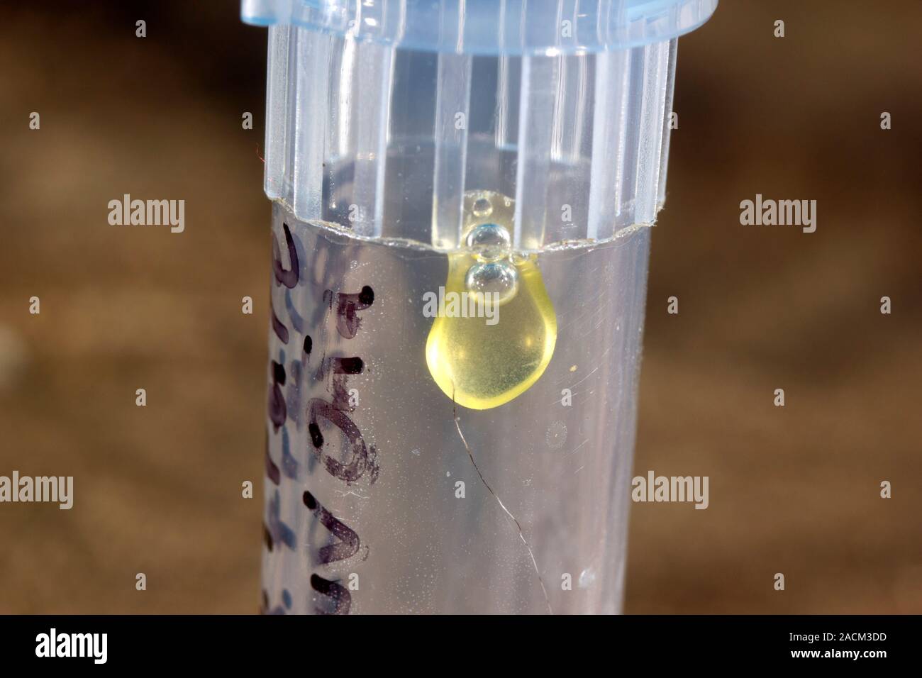 Bothrops snake venom. This snake venom (yellow) was produced by a Lojan ...