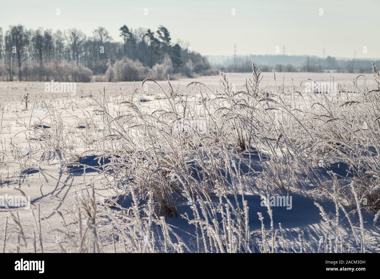 Grass with white frost in first morning light Stock Photo - Alamy