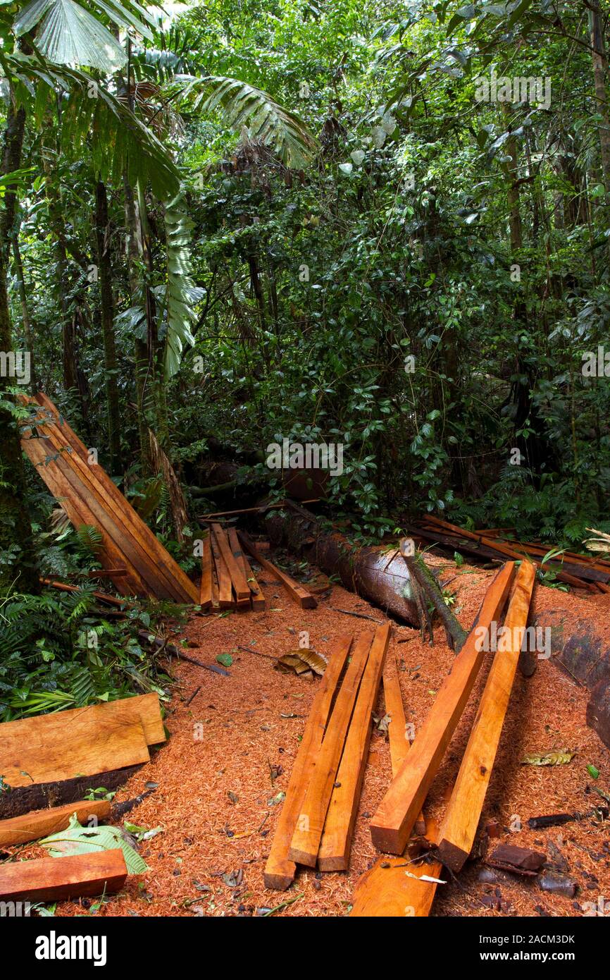 Rainforest logging. Clearing in a rainforest where loggers have cut a ...