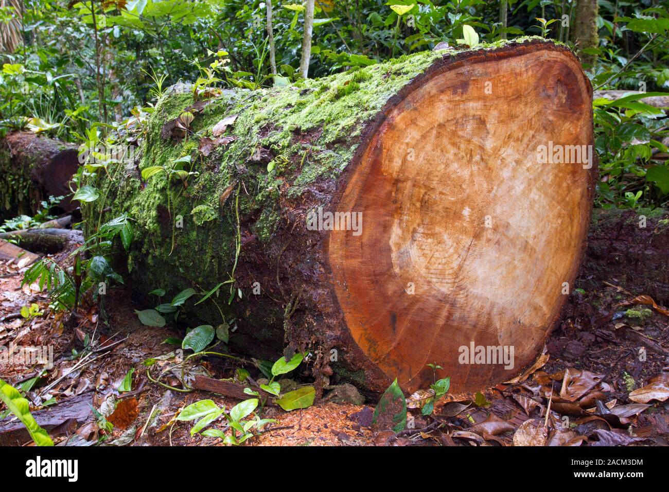Rainforest logging. Clearing in a rainforest where loggers have felled ...