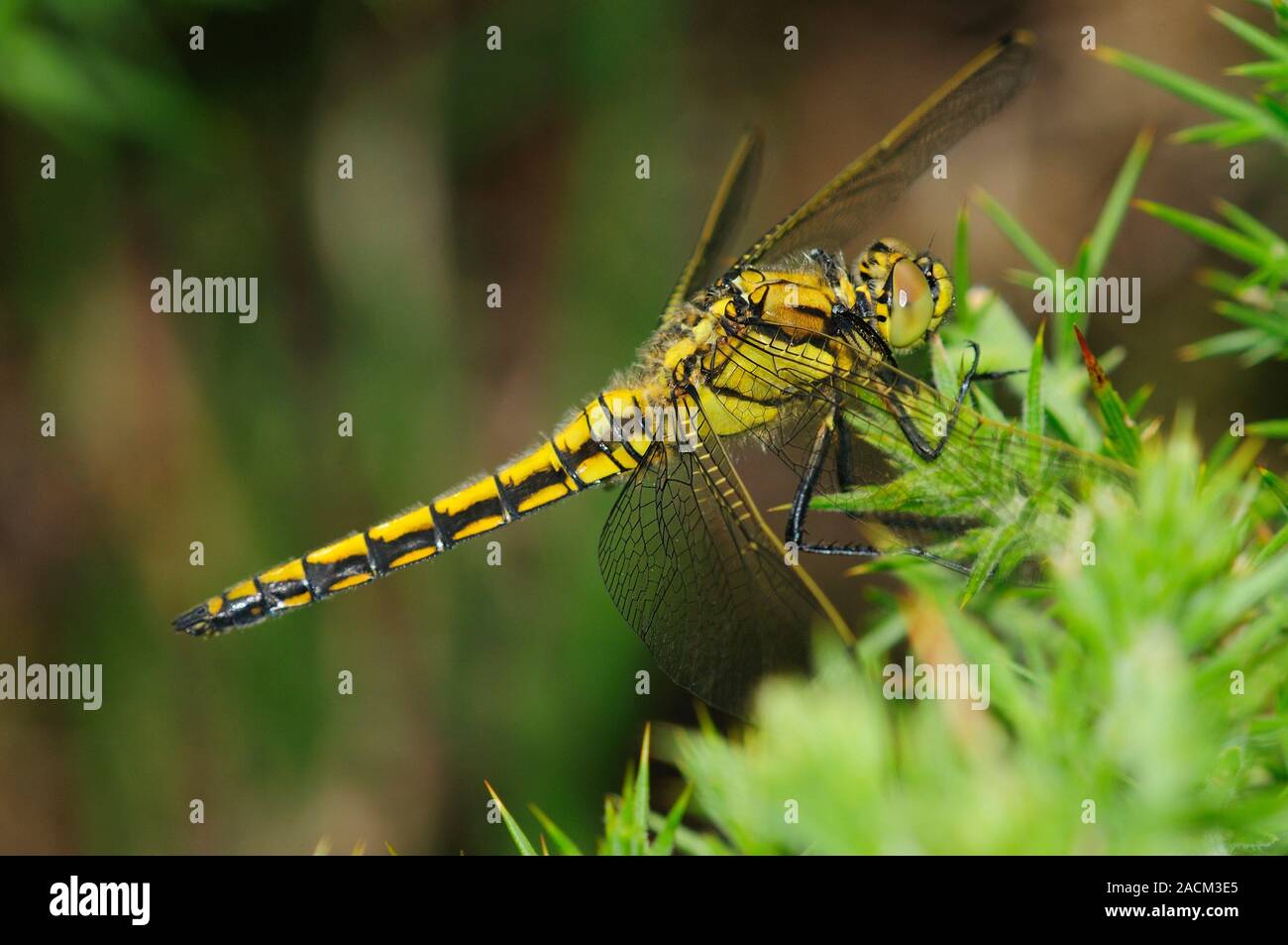 Black-tailed skimmer (Orthetrum cancellatum), immature male. Skimmers ...