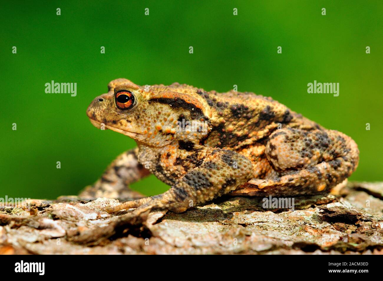 Common toad (Bufo bufo) male. This toad is widespread in Europe. It ...