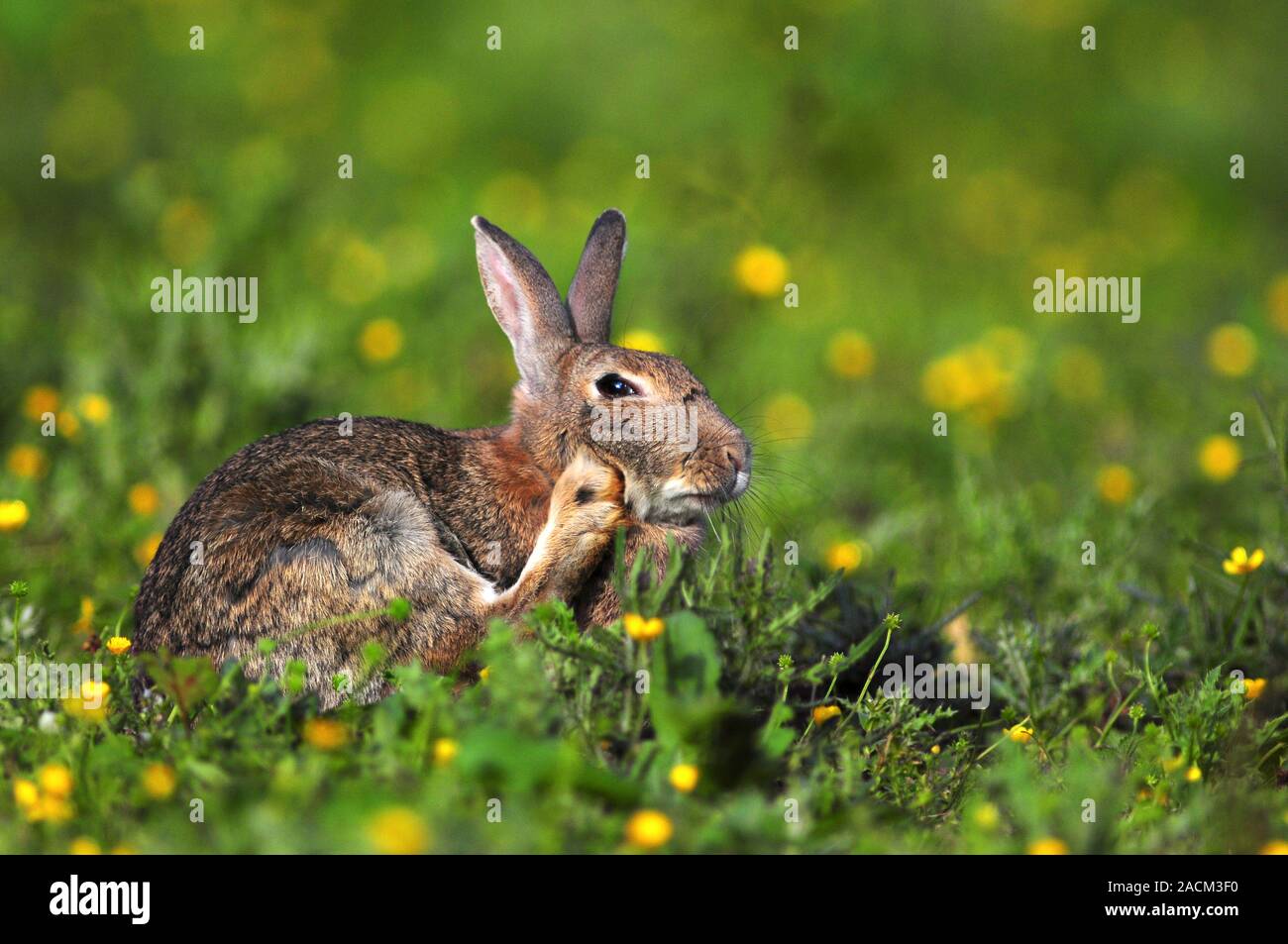European rabbit (Oryctolagus cuniculus) using its hind leg to scratch ...