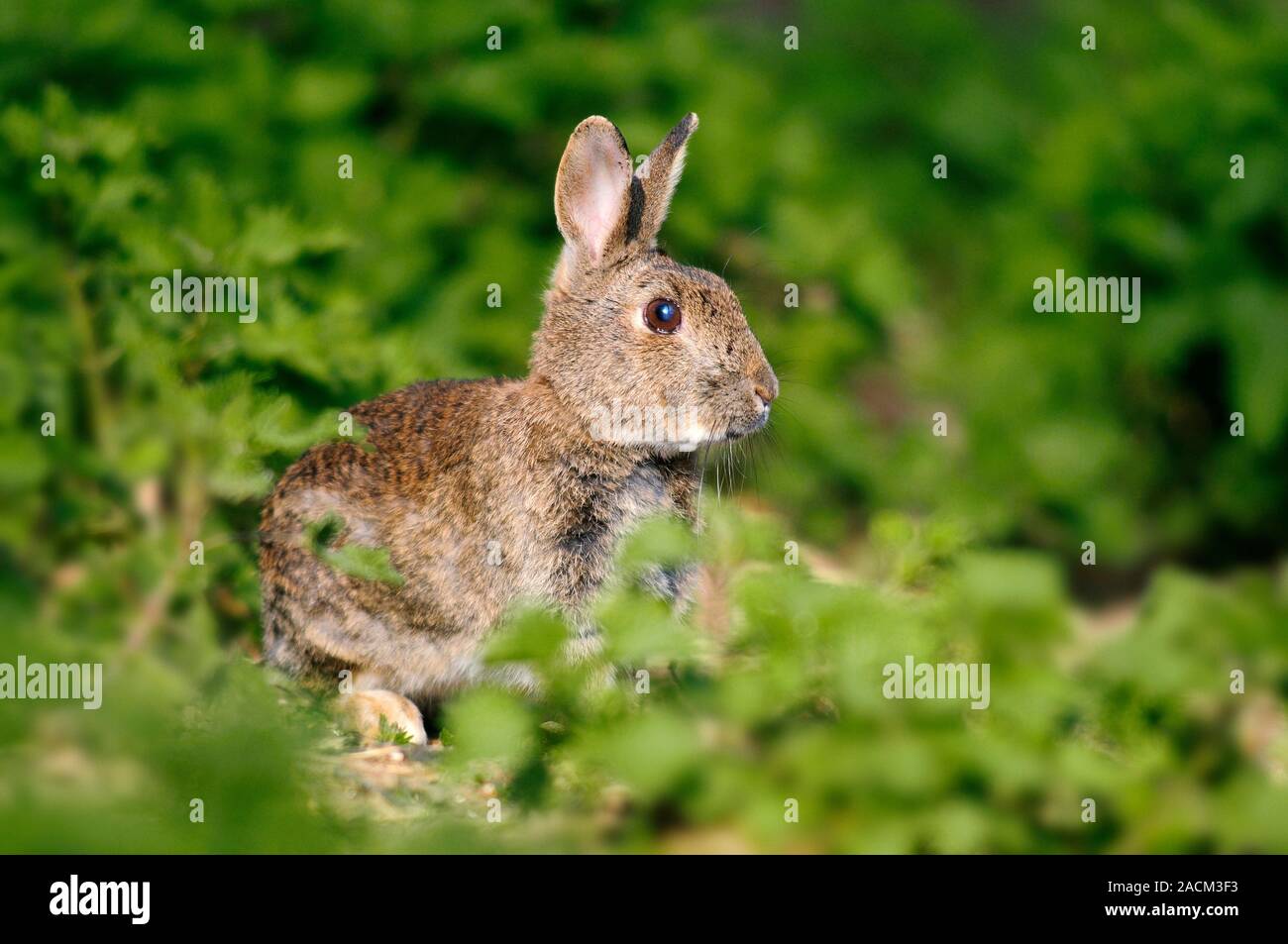 European rabbit (Oryctolagus cuniculus) in an alert posture. This ...